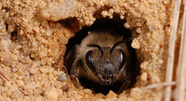 Biopesticide Testing Smithers
